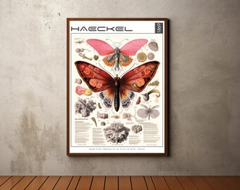 Jellyfish Collage by Haeckel OC-11 Fine Art Print of a - Etsy