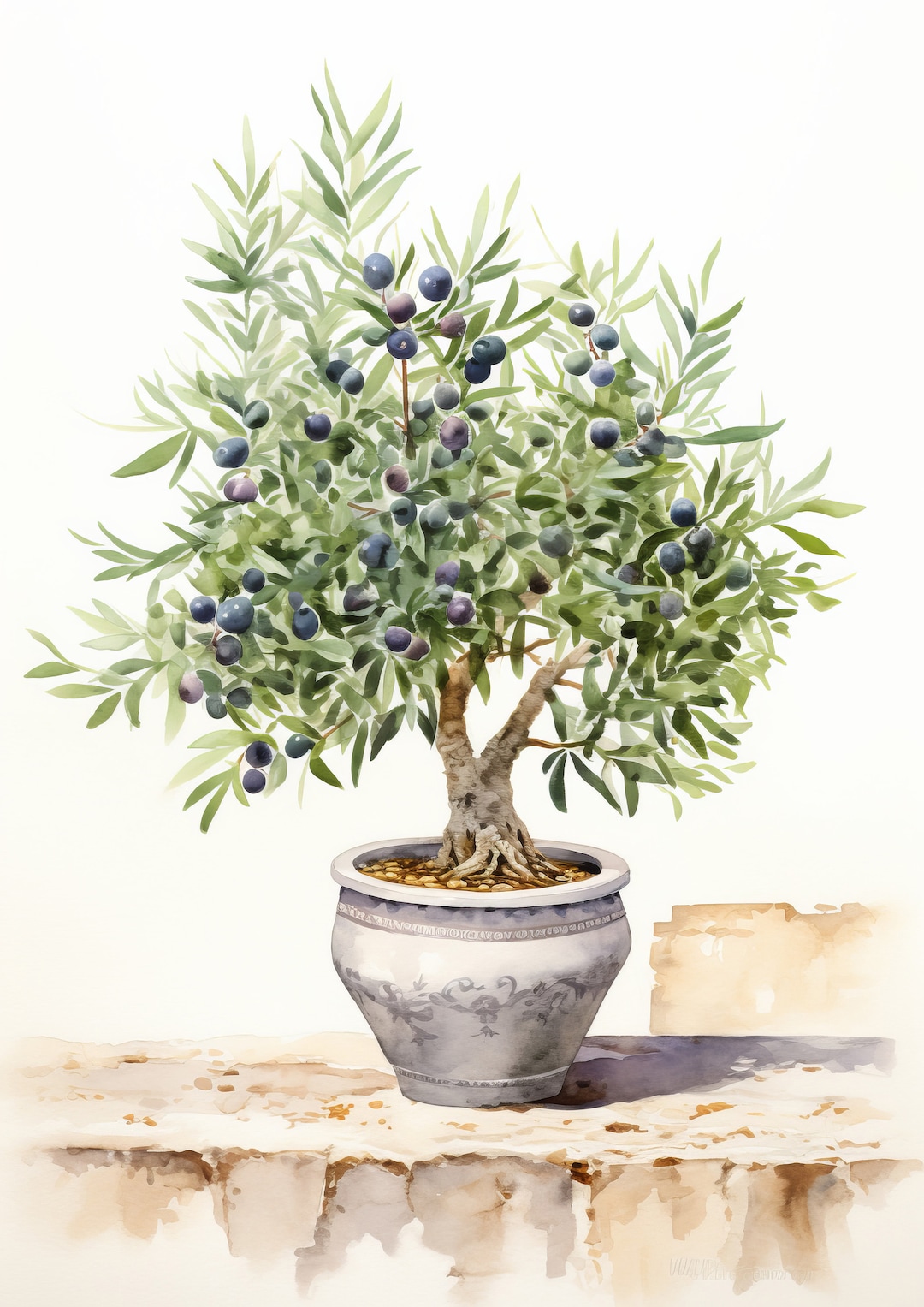 Watercolor of Small Potted Olive Tree | Instant Digital Download ...