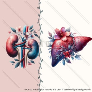 32 PNG Watercolor Organ & Flower Clipart, Watercolor Human Anatomy ...