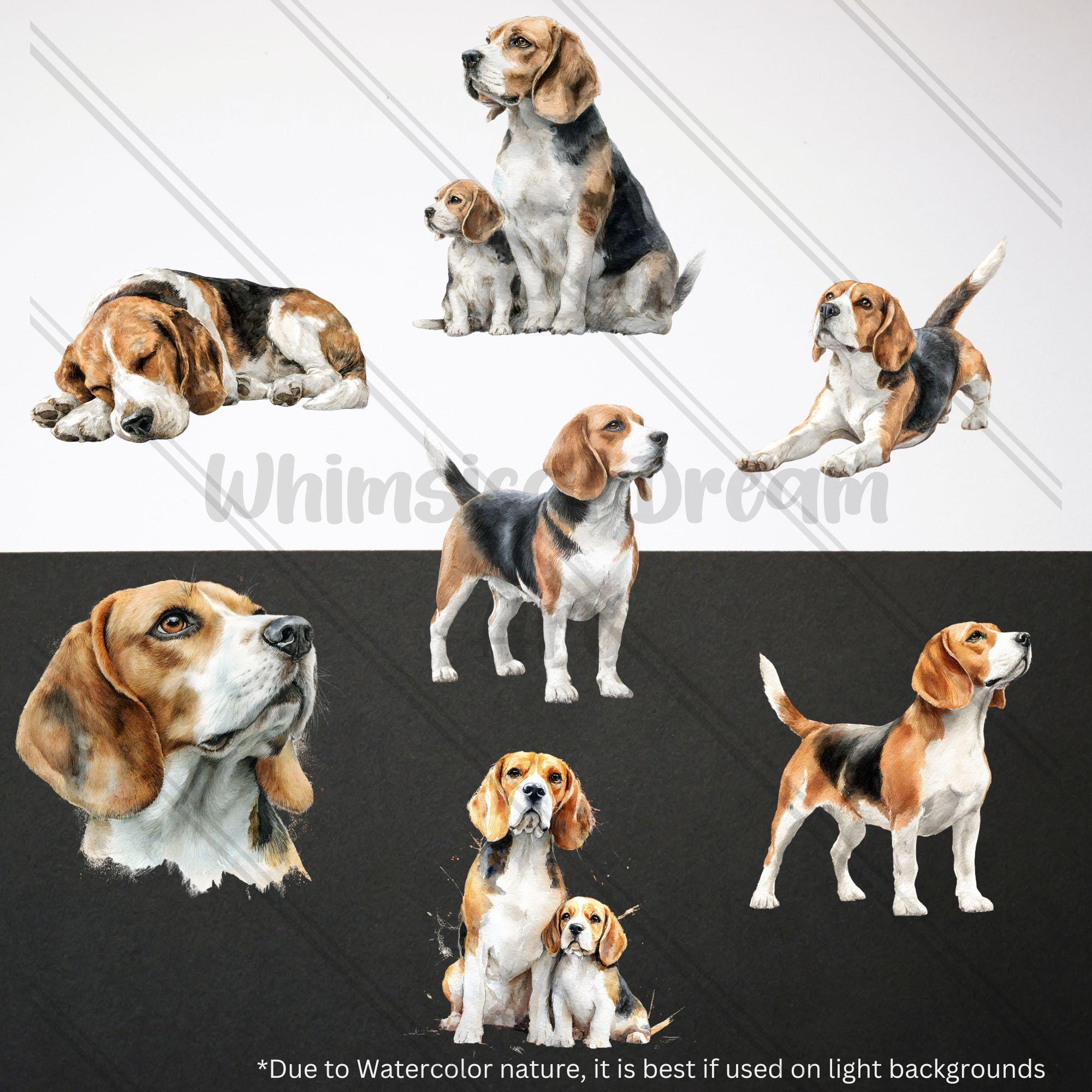 13 Beagle Watercolor Clipart Transparent Background, Clipart Bundle ...