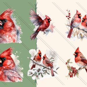 24 Red Cardinal PNG | Red Cardinal Bird | Cardinal Clipart | Watercolor ...