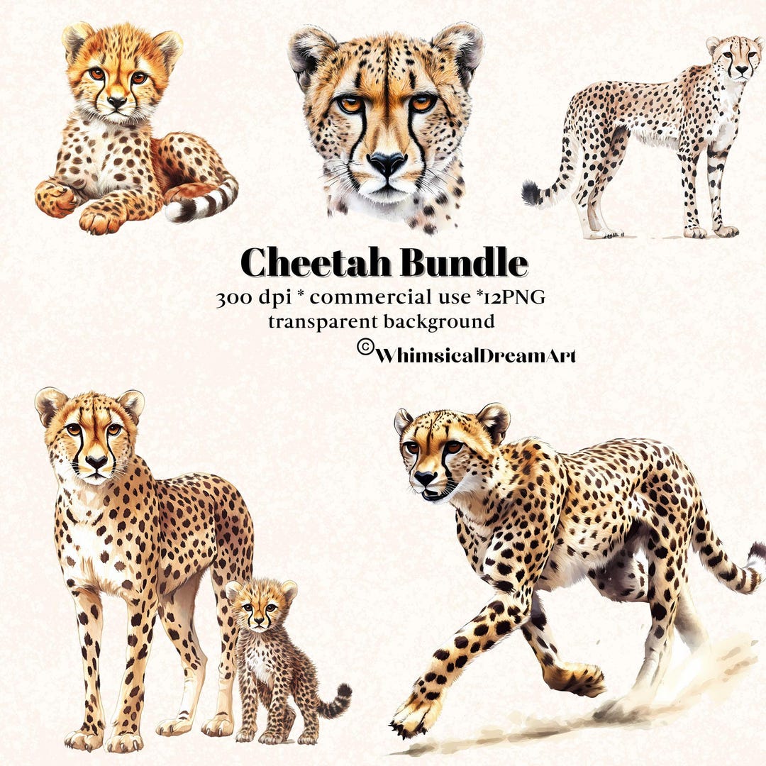 12 Watercolor Cheetah Animal Collection Clipart, PNG Realistic Animals ...
