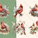 24 Red Cardinal PNG | Red Cardinal Bird | Cardinal Clipart | Watercolor ...