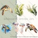 24 Watercolor Sea Turtle Clipart, Cute Nautical Ocean Animals PNG Clip ...