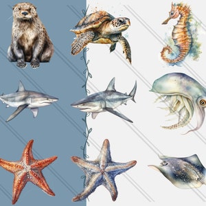 54 Watercolor Sea Creatures Clipart, PNG, Sealife, Wall Art, Turtle ...