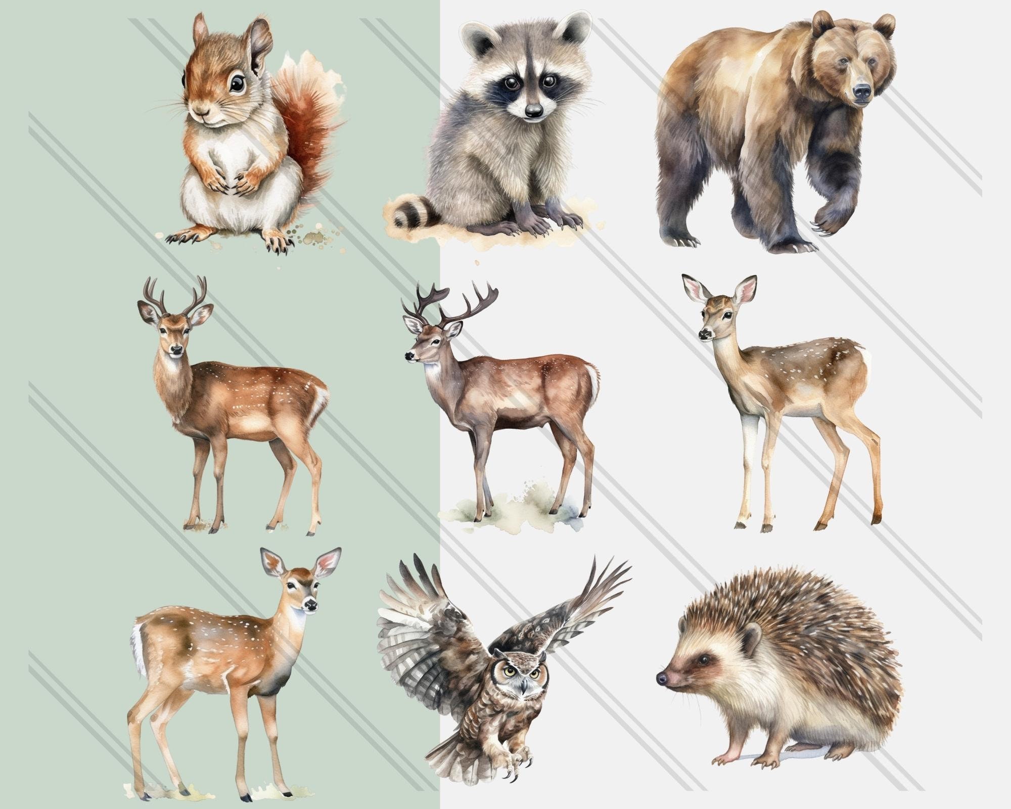 52 Woodland Animals Clipart Watercolor Bundle, Commercial Use ...