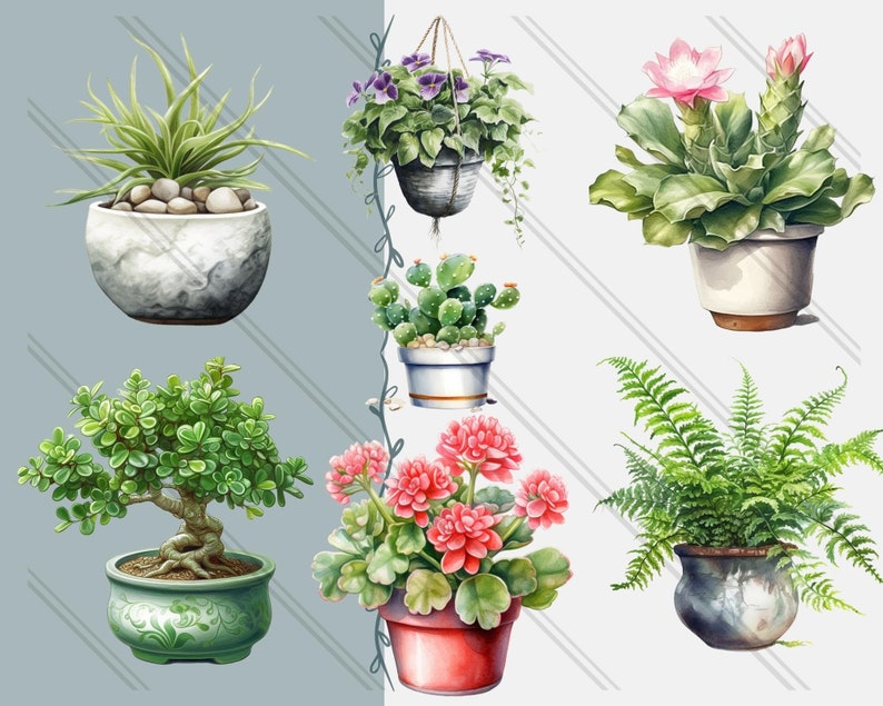 26 Succulent Clipart, Floral Clip Art, Png, Digital Watercolor ...
