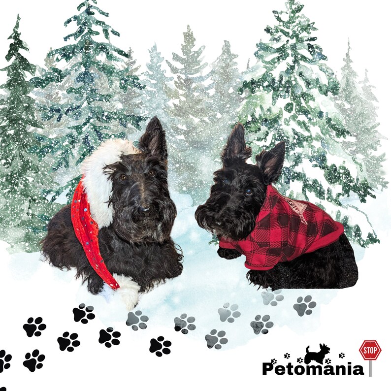 Scottie Cards / 10 Greeting Cards / Scottish Terrier Christmas Cards - Etsy