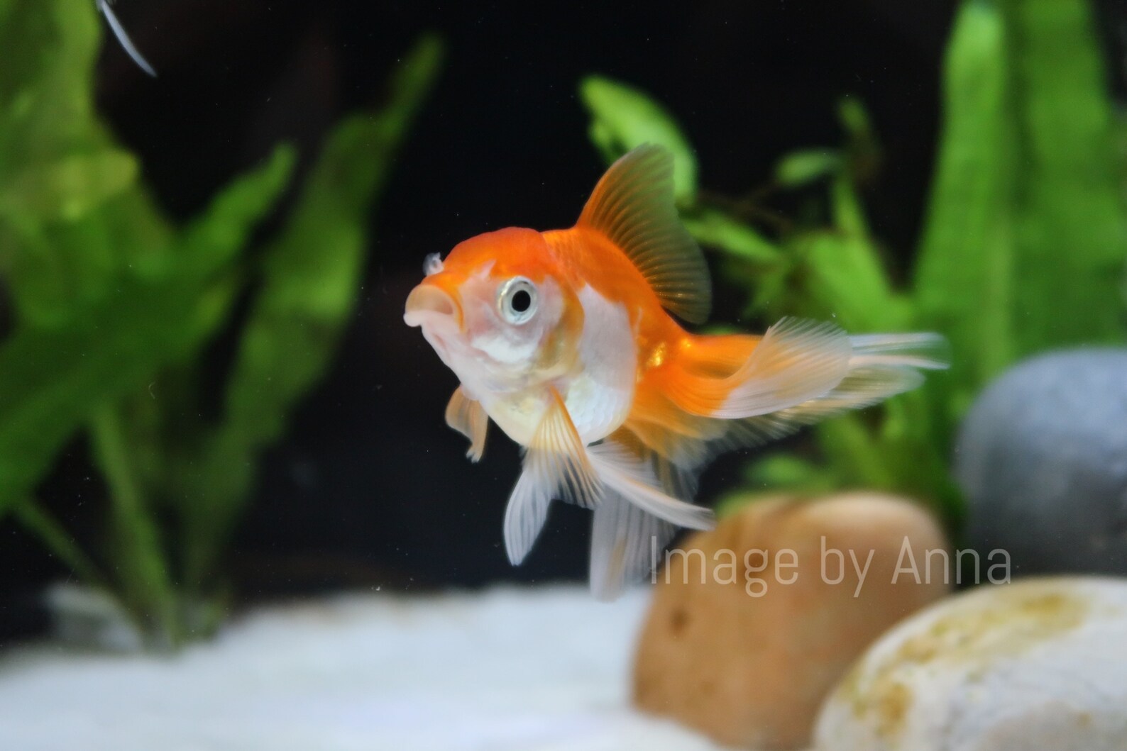 Oranda Goldfish - Etsy