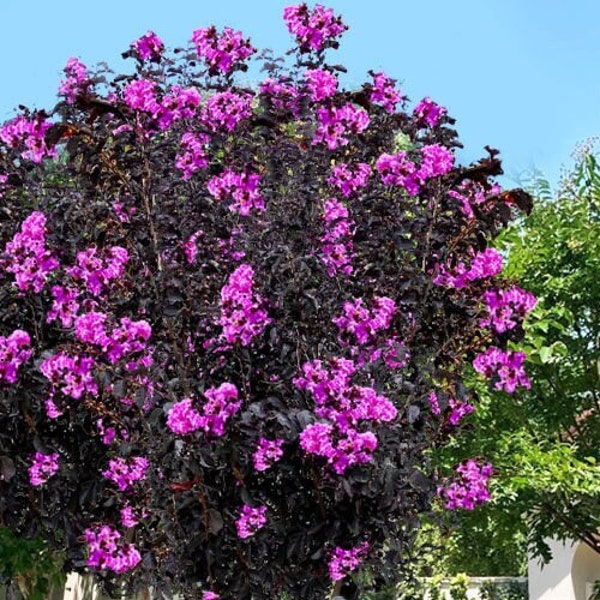 Purple Crepe Myrtle - Etsy
