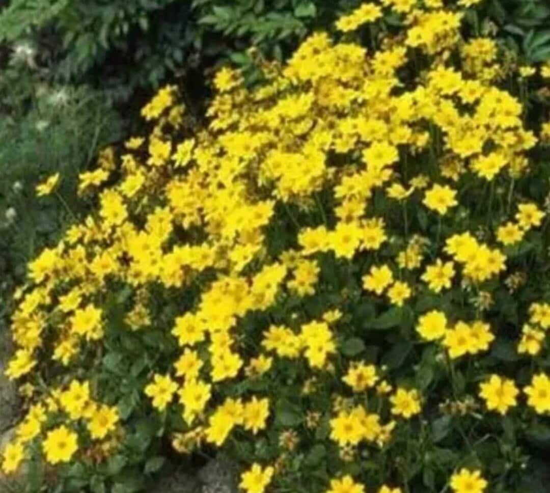 Coreopsis Auriculata Nana Tickseed. Native Yellow Perennial Plant - Etsy