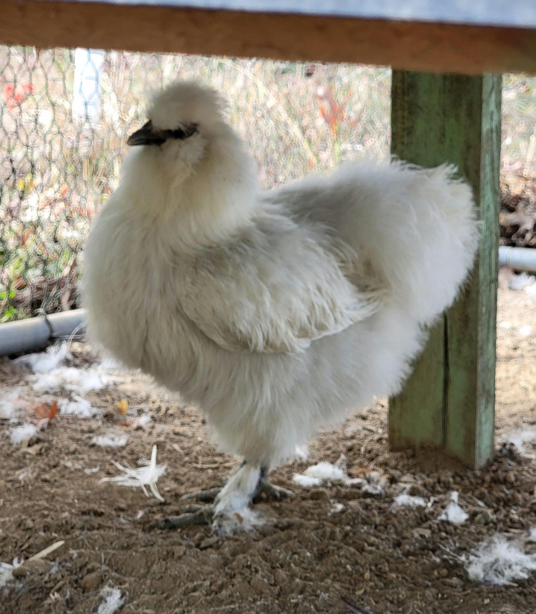 8 Rare Blue Silkie Easter Egger Eggs - Etsy