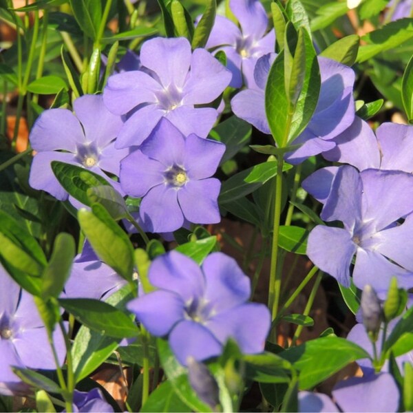 Perennial - Etsy