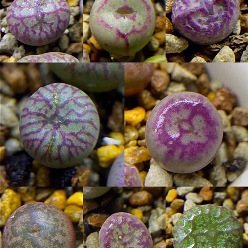 Black Purple Coelius - Etsy