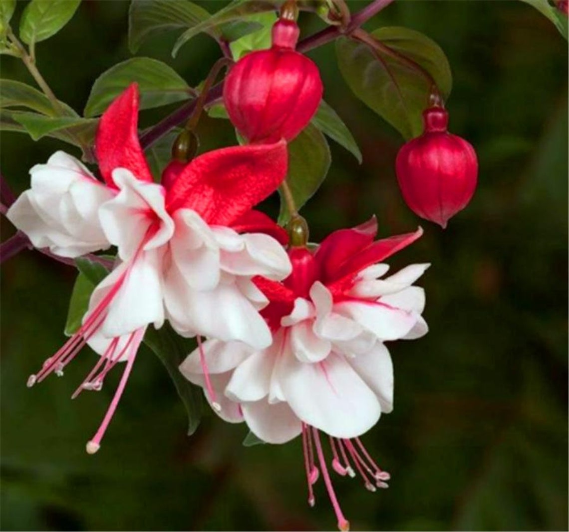 50pcs/bag Fuchsia Seeds Potted Flowers Seeds,bonsai Seeds (4518) - Etsy