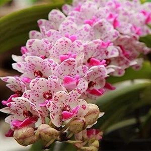 Rare Varieties Cymbidium Orchid Seeds Cymbidium Seeds Mixed Color 50pcs ...