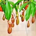 50pcs Nepenthes Seeds Rare Flytrap Pitcher Plant Flytrap - Etsy