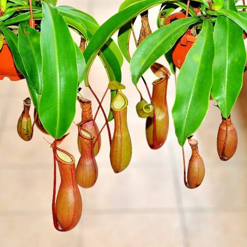 50pcs Nepenthes Seeds Rare Flytrap Pitcher Plant Flytrap - Etsy