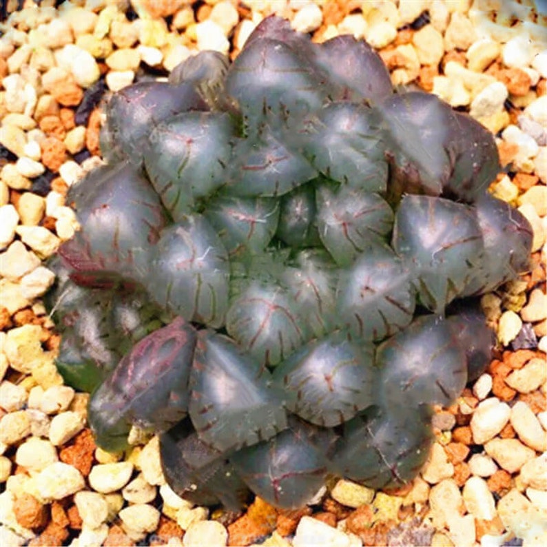 Rare Crystal Clear Succulents Seeds, 50pcs/pack (mix Color) #4486 - Etsy