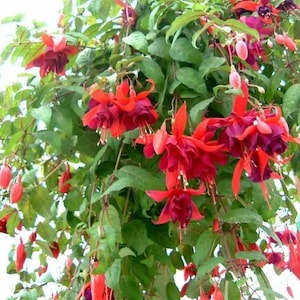50pcs/bag Fuchsia Seeds Potted Flowers Seeds,bonsai Seeds (4516) - Etsy