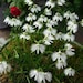 Japanese Radiata White Egret Orchid Flower 50pcs Seeds...(#5422) - Etsy