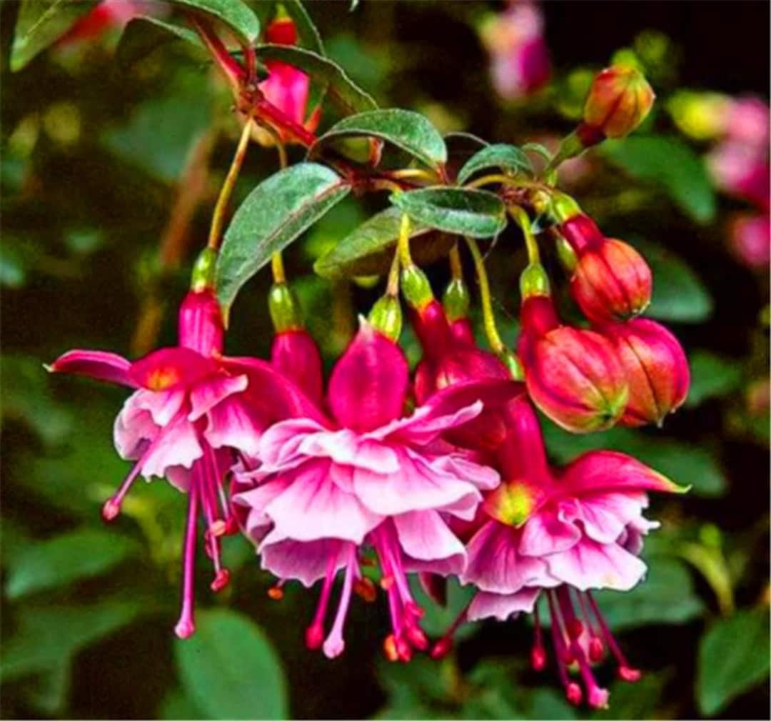 50pcs/bag Fuchsia Seeds Potted Flowers Seeds,bonsai Seeds (4516) - Etsy