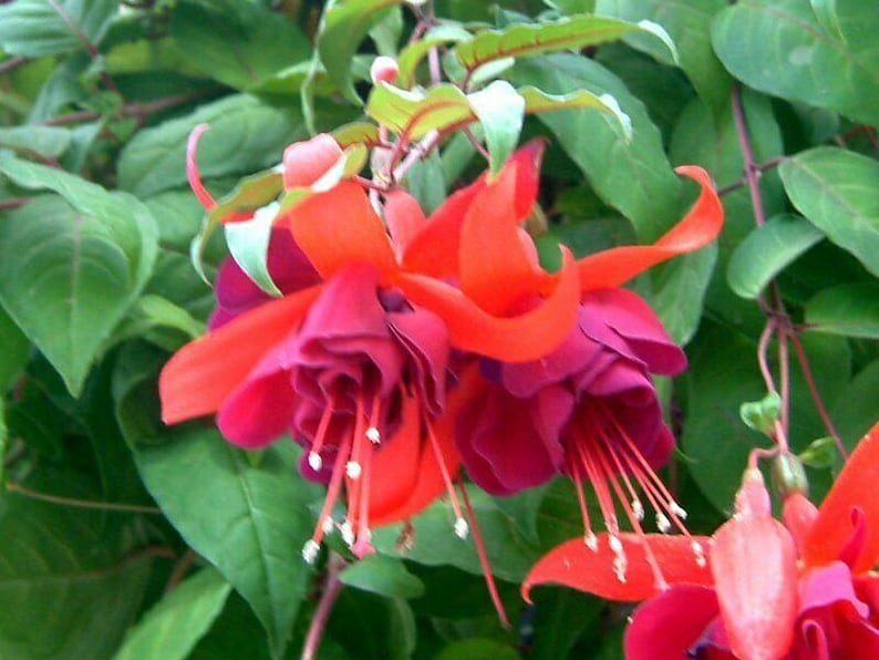 50pcs/bag Fuchsia Seeds Potted Flowers Seeds,bonsai Seeds (1226) - Etsy