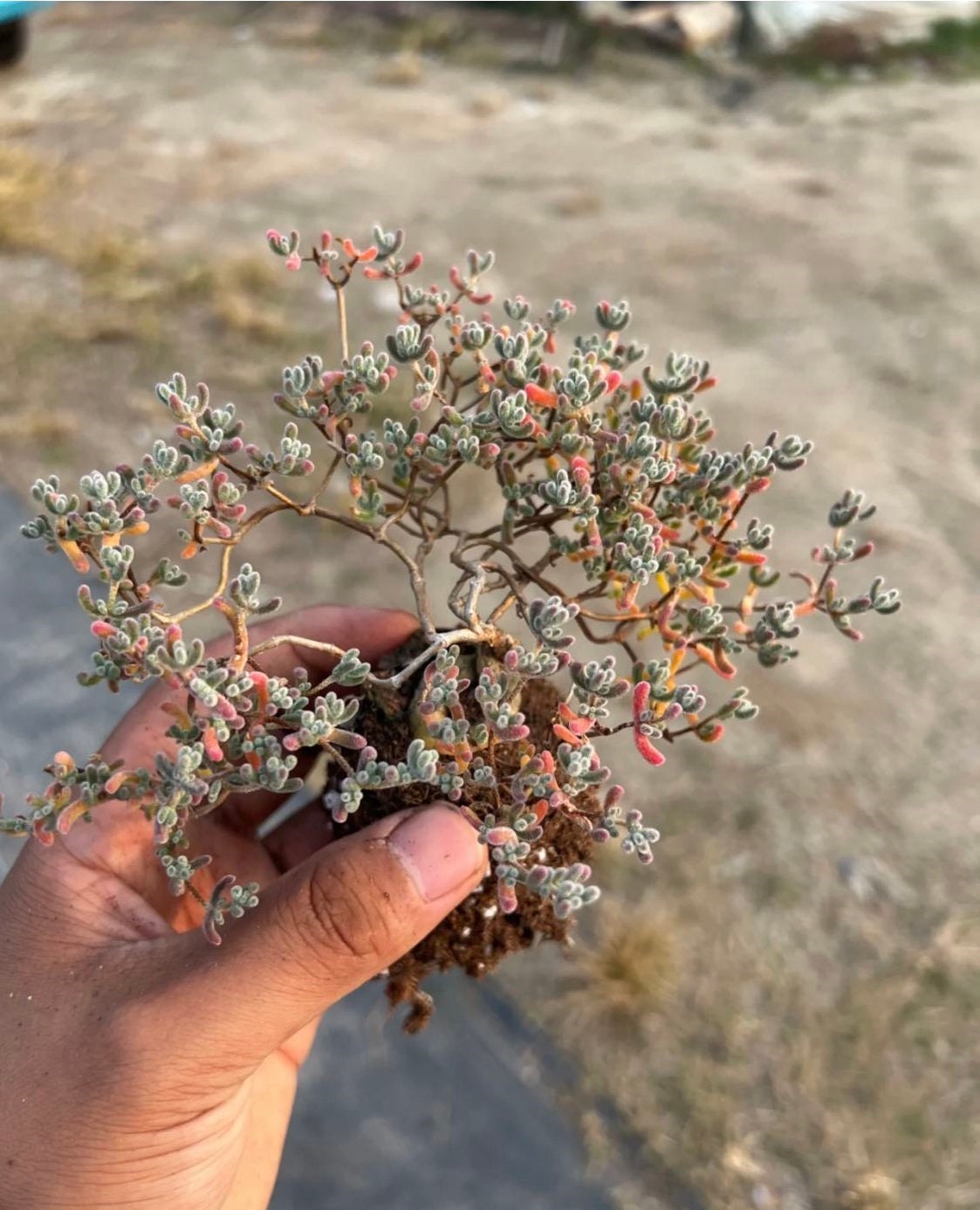 Drosanthemum Lithops Rare Living Stones Plants Cactus Home - Etsy