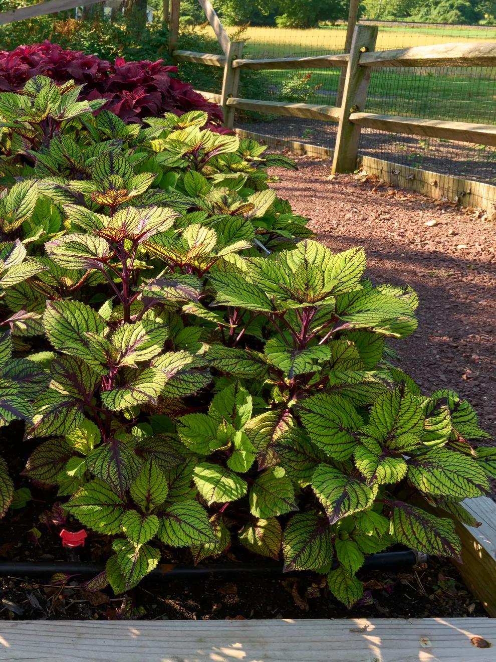 20pcs Coleus Seeds, Coleus, Spun Glass A Little Pattern Play for ...