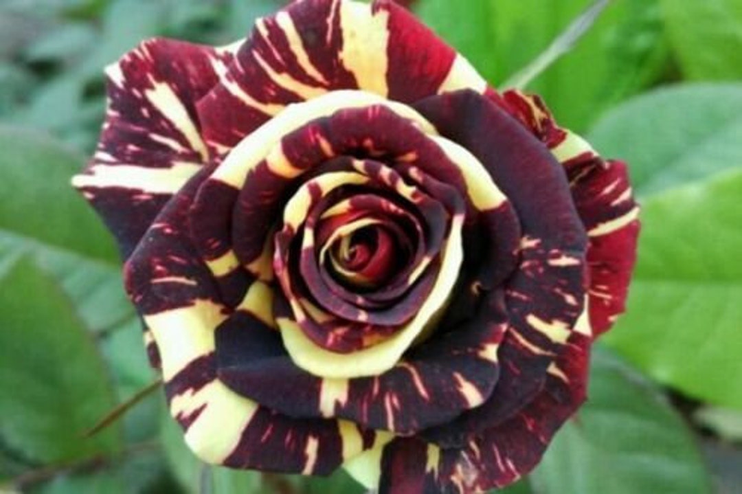 50pcs Meteor Shower Rose Seeds - Etsy