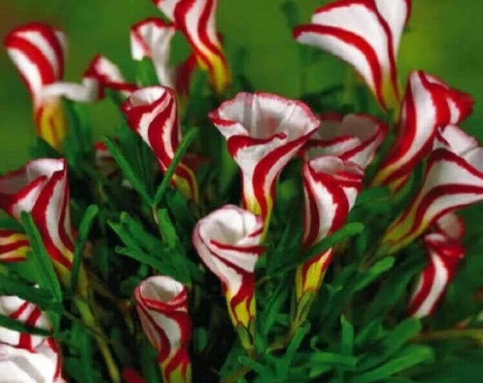 Candy Cane Seeds Packet US and International Sizes Digital Printable ...