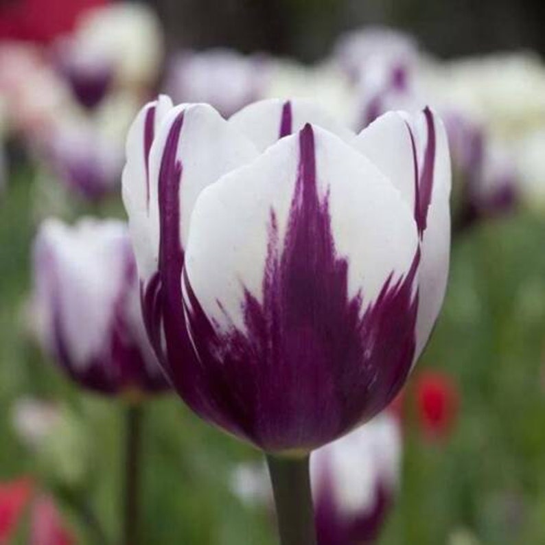 Rare Beautiful 50pcs Tulip Flower Seeds Perennial Potted Plants Flowers ...