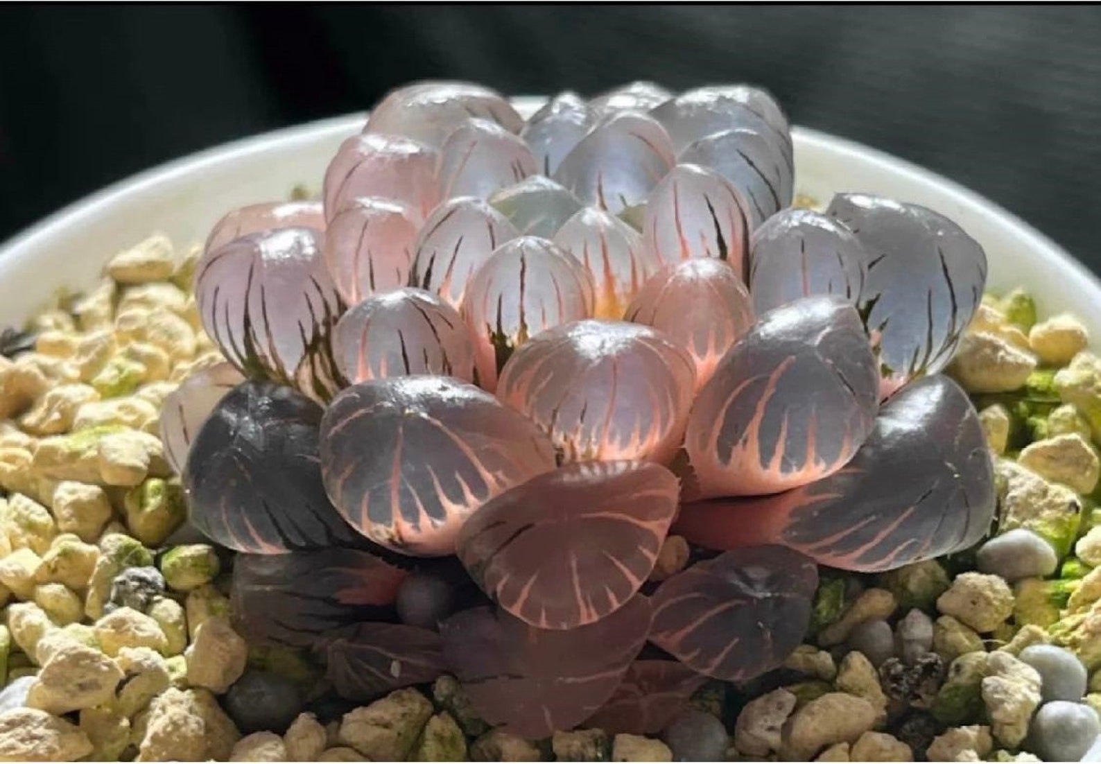 50PCS Seeds of Succulent Haworthia Crystal Blue Transparent Succulent ...