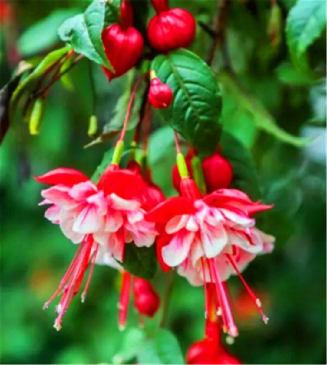 50pcs/bag Fuchsia Seeds Potted Flowers Seeds,bonsai Seeds (4517) - Etsy