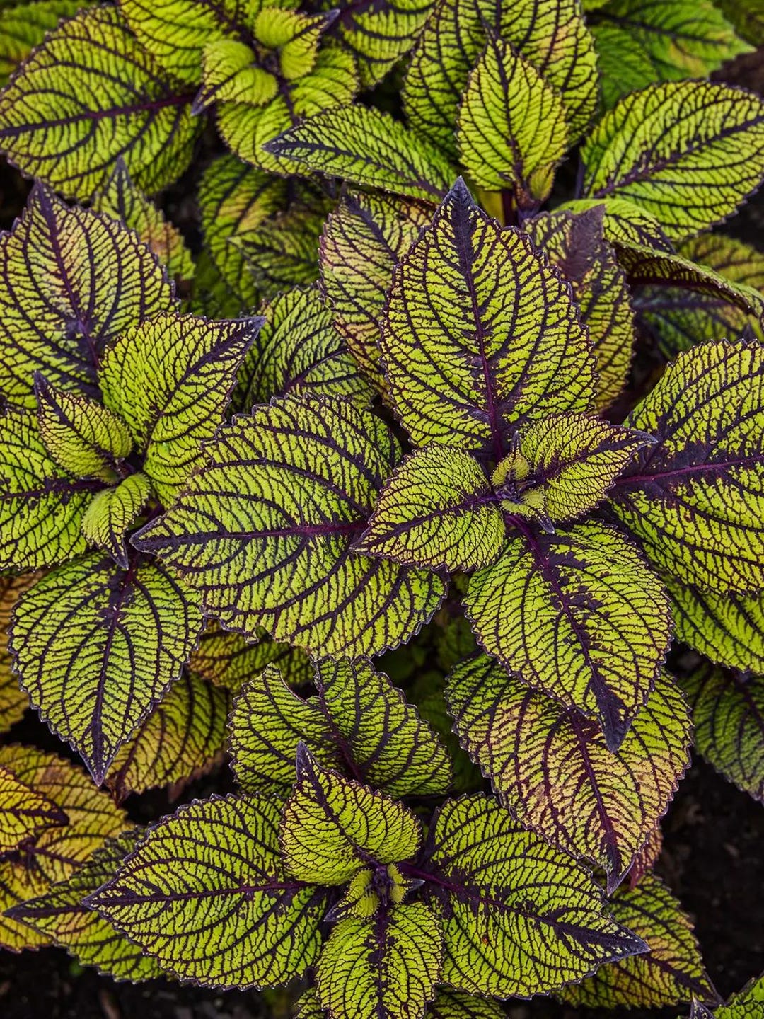 20pcs Coleus Seeds, Coleus, Spun Glass A Little Pattern Play for ...