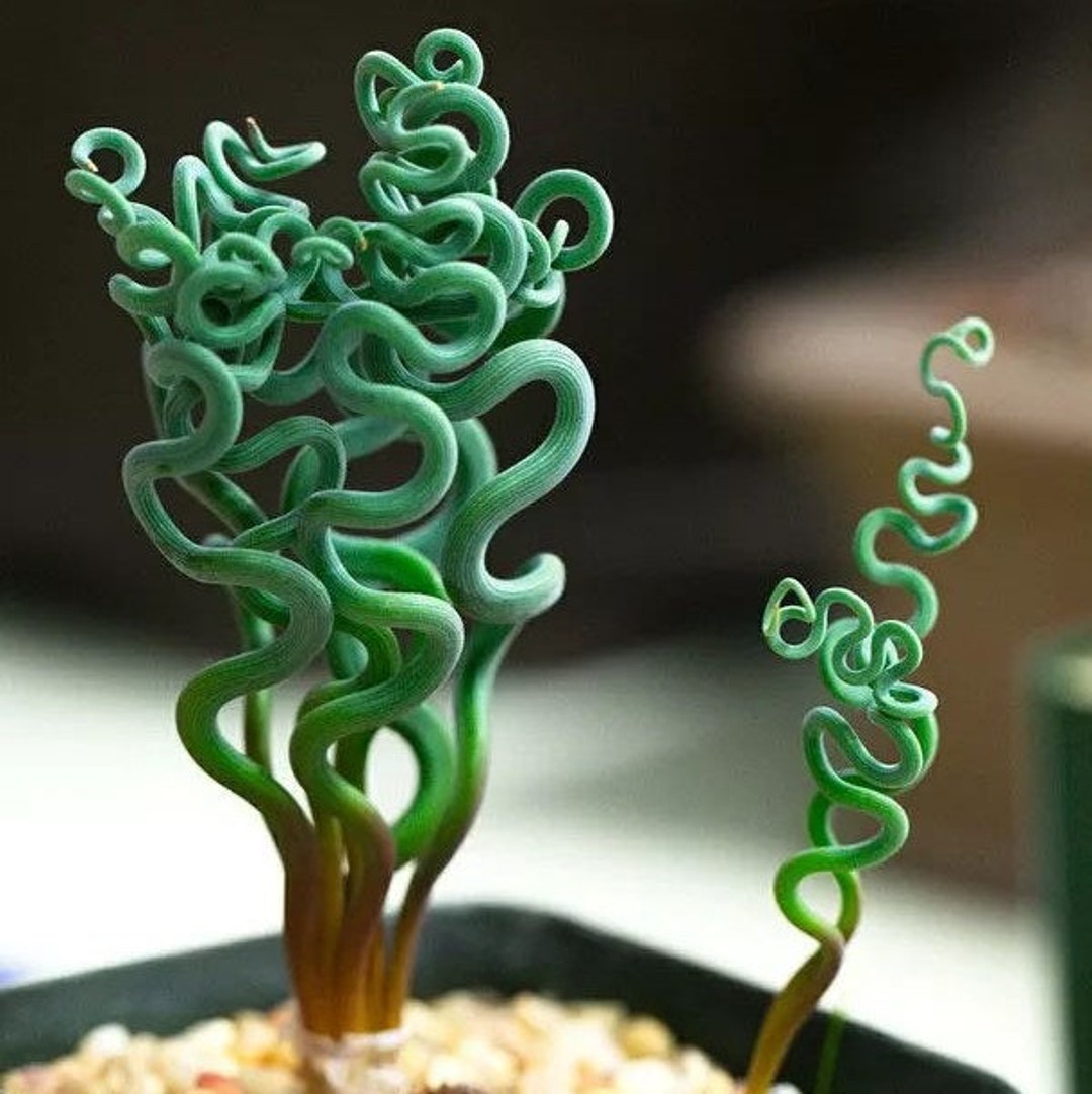 Trachyandra Tortilis Seeds, Albuca Namaquensis, 50pcs/pack （#9654） - Etsy