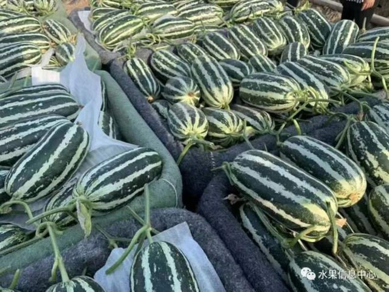20 Pcs Fragrant Musk Melon Seeds, Dưa Gang, Thai Long Muskmelon | Non ...