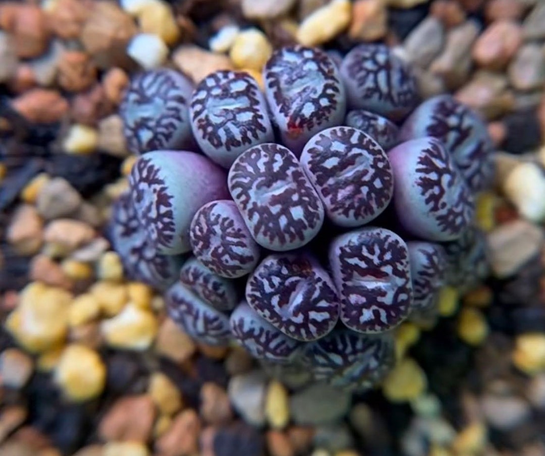 Lithops Rare Living Stones Plants Cactus Home Plantnes Plants Cactus ...
