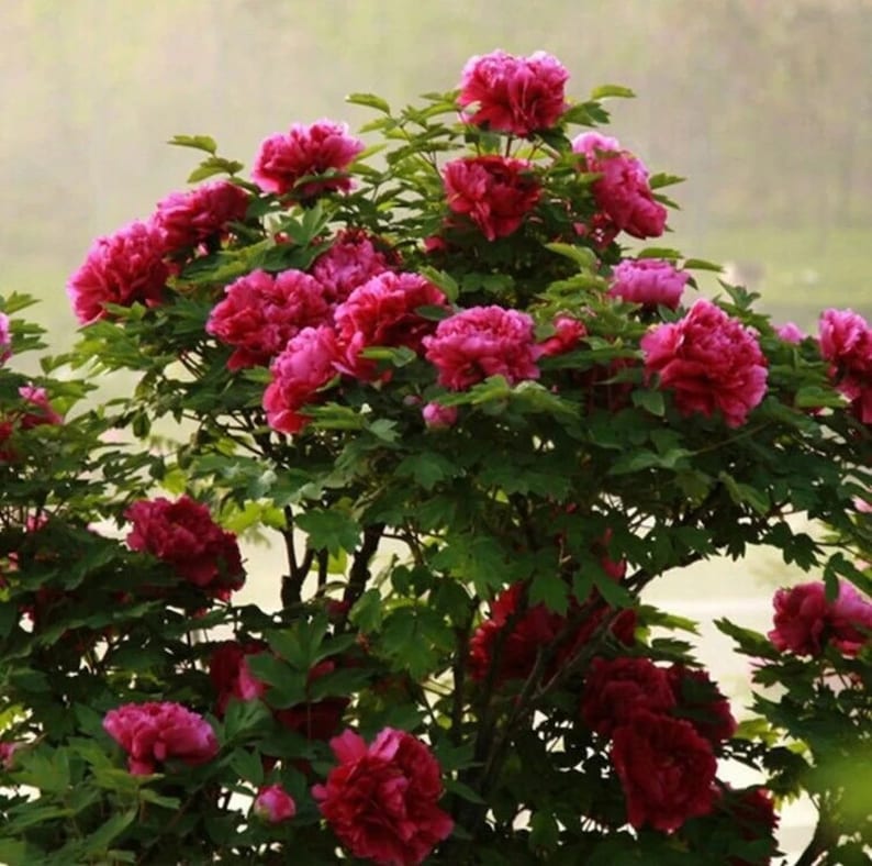 12 Plants With Red Stems (and Pictures) - Smart Garden and Home