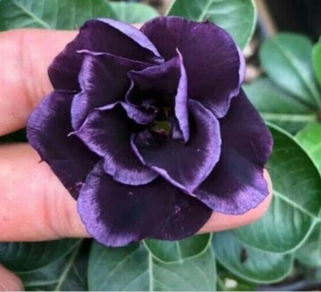 10 Dark Purple Desert Rose Seeds Adenium Obesum Flower Exotic Seed ...