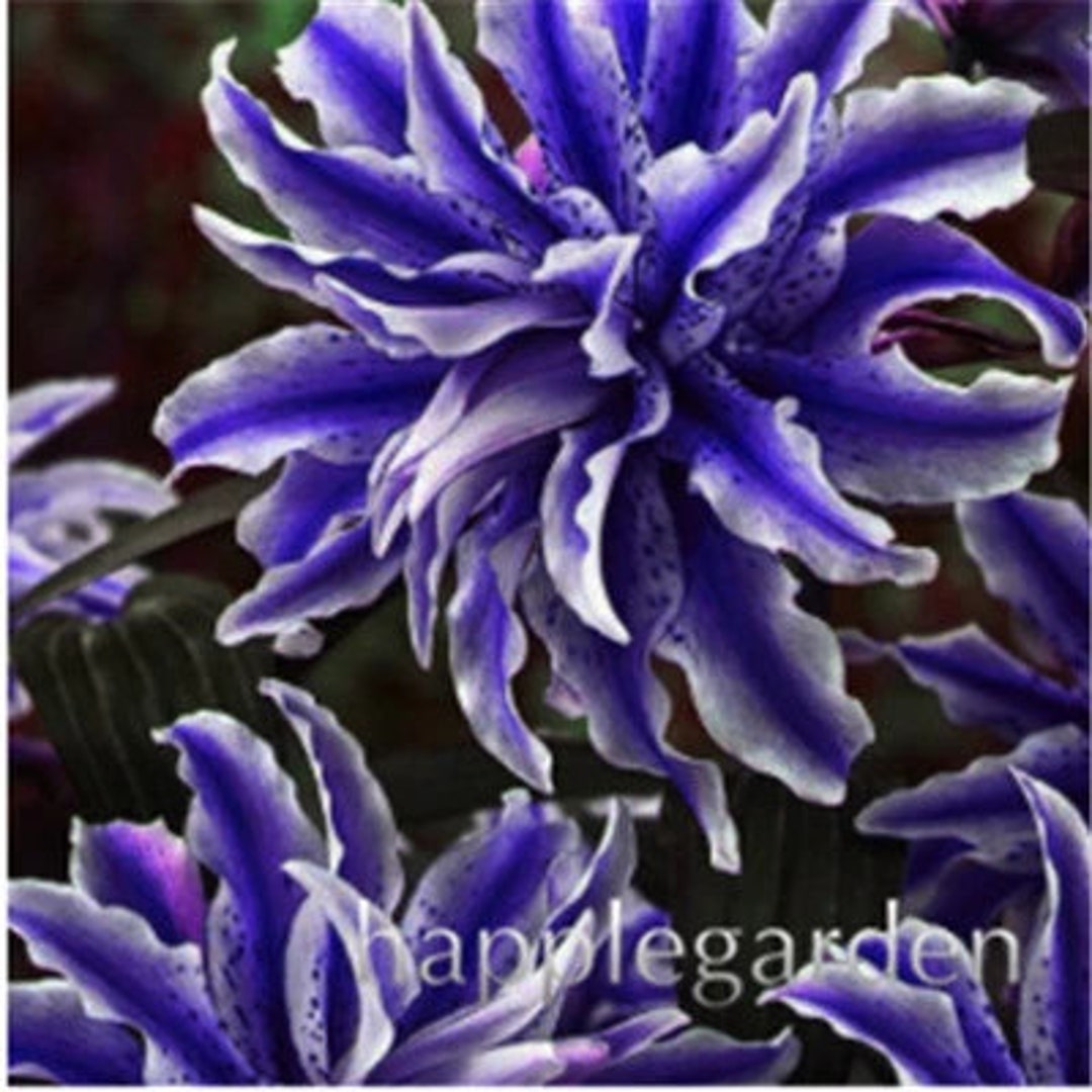 50pcs Lily Seeds Garden Flower Variety Complete Flower Bonsai Seeds ...