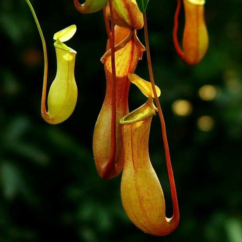 50pcs Nepenthes Seeds Rare Flytrap Pitcher Plant Flytrap - Etsy