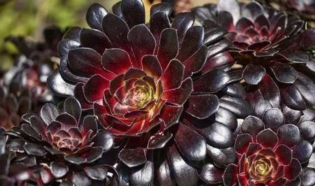 50PCS Seeds of Aeonium Zwartkop Succulent Bonsai Potted Plants Seeds ...