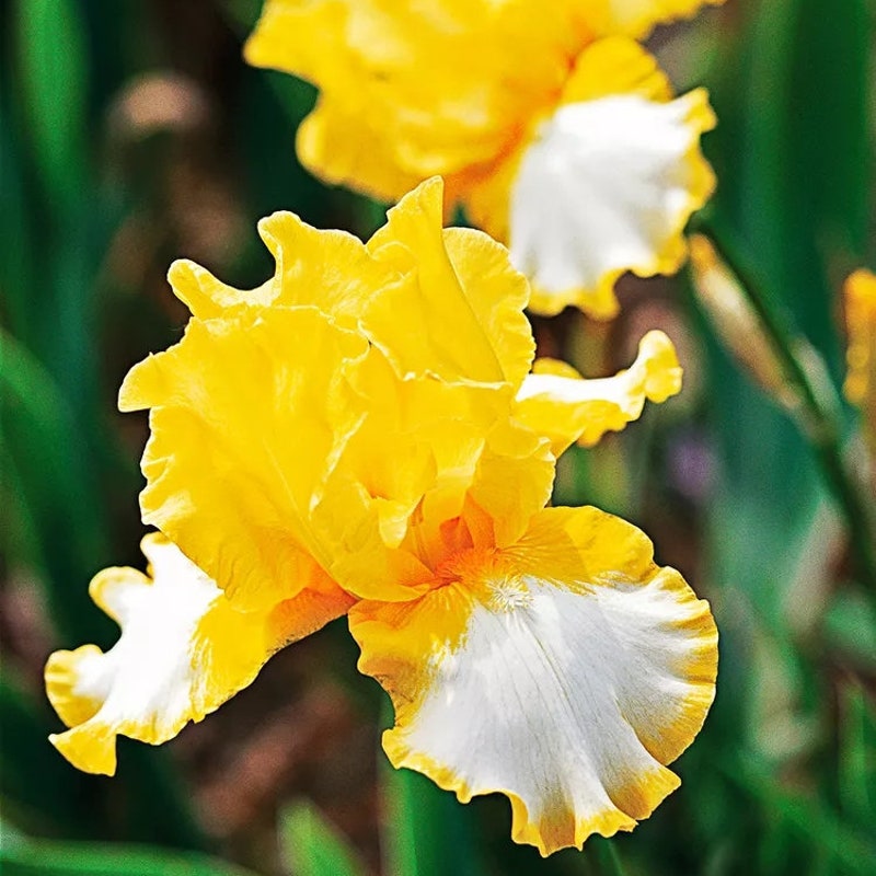 Orange Iris Rhizomes - Etsy