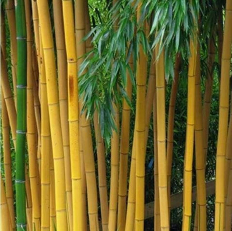 Golden Bamboo Seeds, 50pcs/pack - Etsy