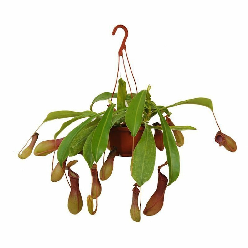 50pcs Nepenthes Seeds Rare Flytrap Pitcher Plant Flytrap - Etsy