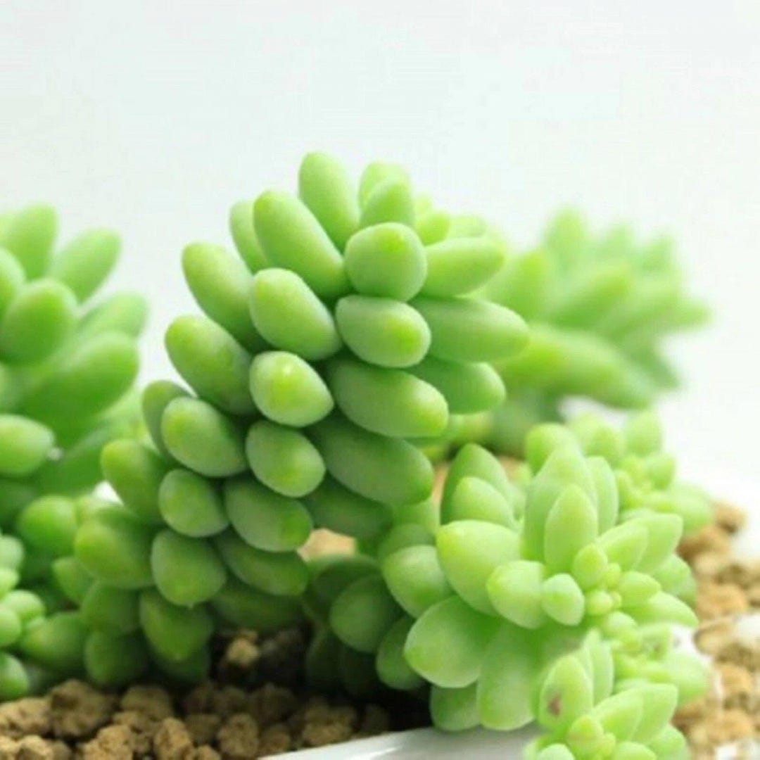 50pcs Lithops Living Stone Succulent Seeds – Rare Cactus-like Pebble ...