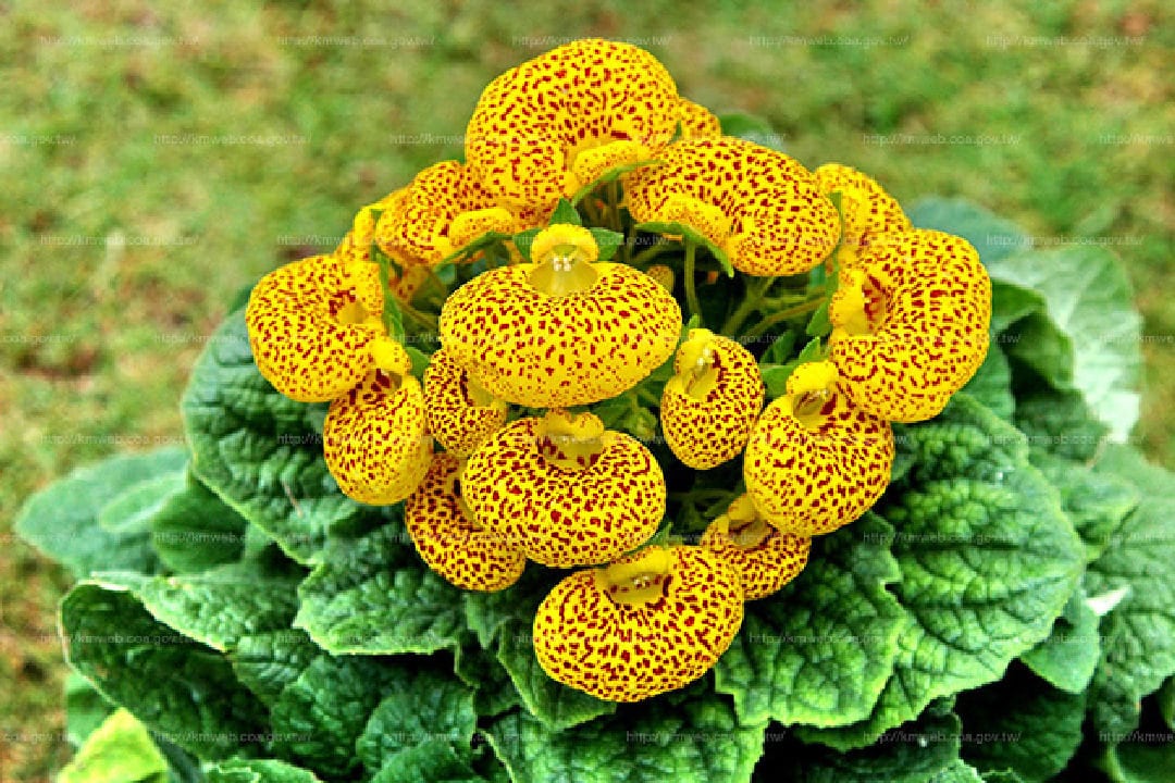 50pcs Speckled Red and Yellow Slipper Flower Seeds - Calceolaria ...