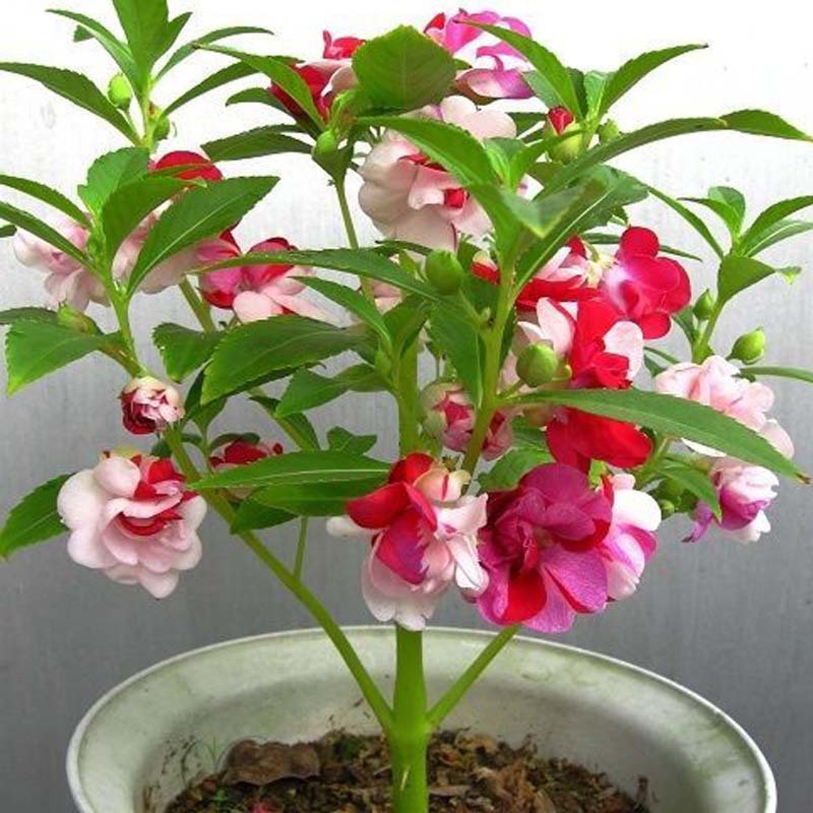 Garden Balsam | 50+ Seeds | Impatiens Balsamina | Organic | Fast ...