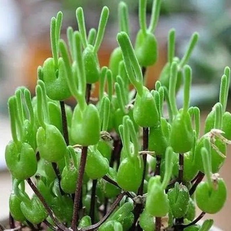 Monilaria Obconica Bunny Seeds, Succulents Seeds, 50pcs/pack #6841 - Etsy